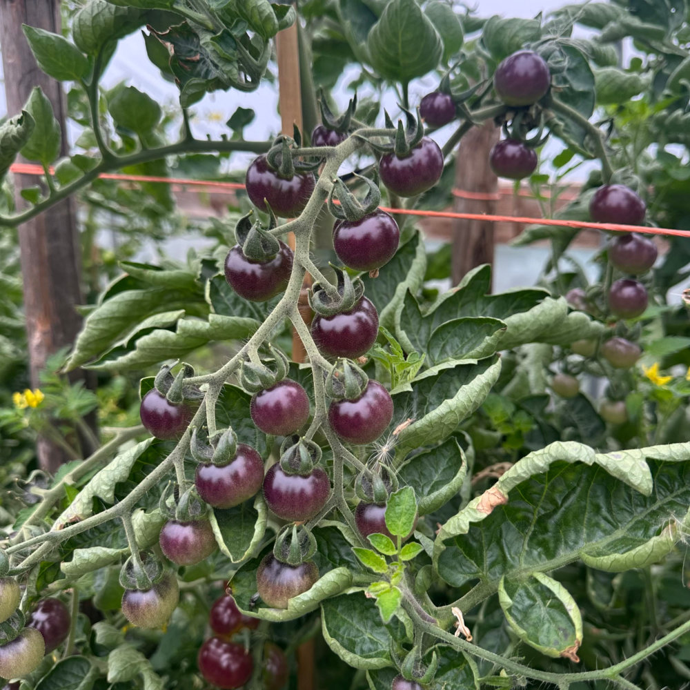 Tomato Purple Bumble Bee Seeds Cherry Salad Variety High Yield UK